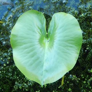 Infuse Your Day With Love | Kelly Purcell