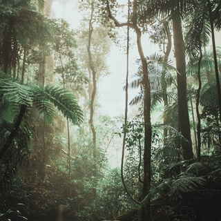 Rainforest Thunderstorms | Corrie Corrigan