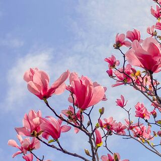 Spring Equinox Loving-Kindness Meditation | Mel Schweder