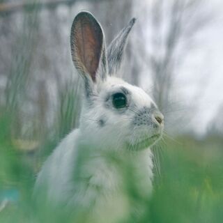 Fall Asleep To The Tale Of Peter Rabbit | Melissa