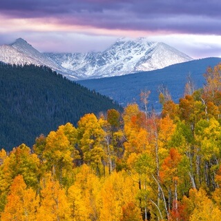 Trees | Gentle Reading To Help You Sleep | Benjamin Boster