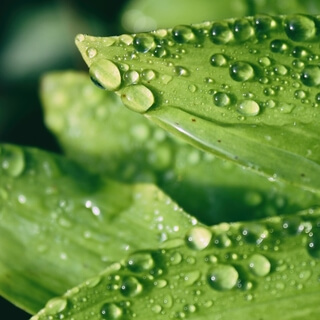 Rainfall | Brian Lowell French