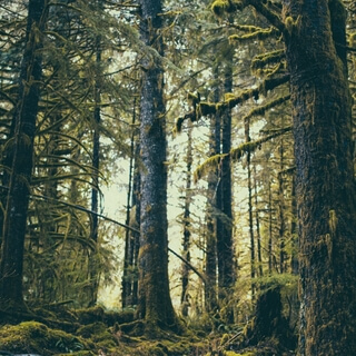 Ancient Forest Meditation | Guided Imagery & Visualization | Braydon ...