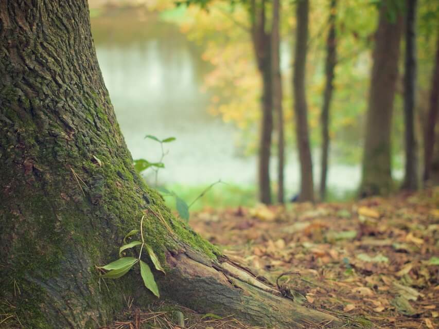 Guided Relaxation Forest Visualization | Ameeta Goyal