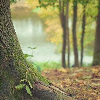 Guided Relaxation Forest Visualization | Ameeta Goyal