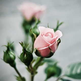 Gather Ye Rosebuds While Ye May (Poem By Robert Herrick) | Peace Flower