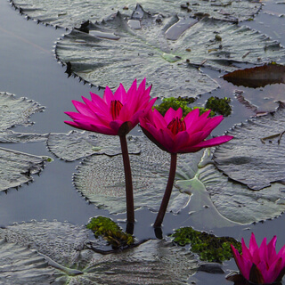 Humming Harmony - SOS For Anxiety | Ari Rubens