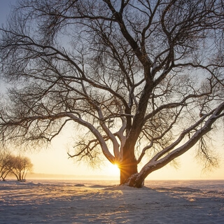 Start Your Day With Calming Positive Affirmations | Arcadian Whisper ...