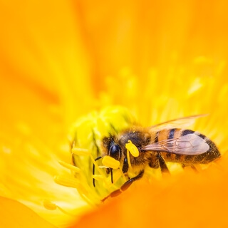 Bumblebee Body Scan To Release & Relax | Mags Russell