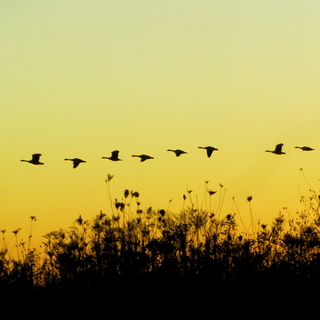 10-Minute Seated Body Scan | Martin Summerfield