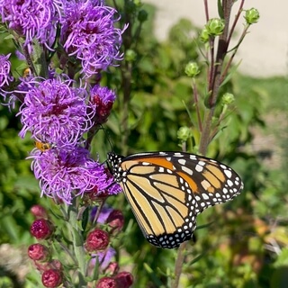 Butterfly Meditation | Jacqueline Watson