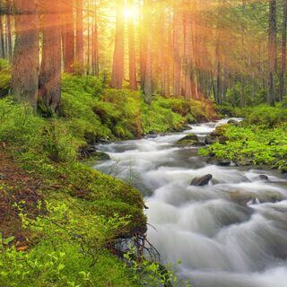 Learning To Flow & Shine | Insight Timer