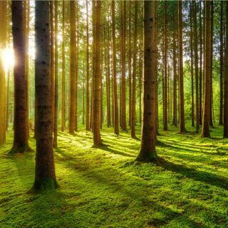 Grounding With Your Senses | Alison Crofton