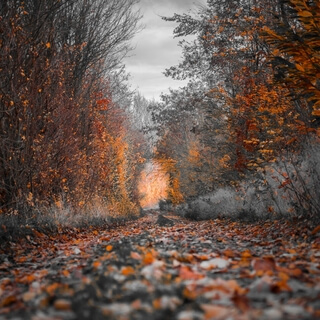 Step By Step (Long Version) | Mark Gustavson, Insight Timer