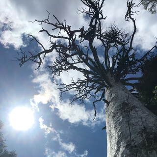 Mindfulness Of Emotion | Marsha Gehl