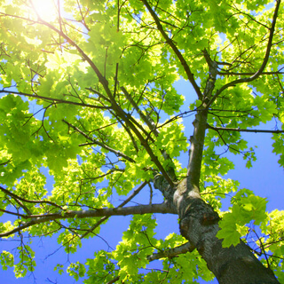 My Tree Of Life Oneness | Linda Owen