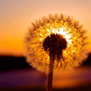 Tantric Breath Meditation | Aprille Walker