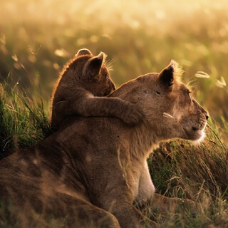 Self-Compassion | Embodying The Tender & The Fierce | Lucy Chan