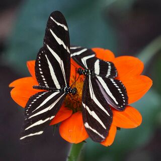 I Love You: A Practice For Couples To Explore Conflict | Lisa ...