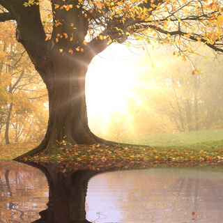 Honouring The Earth | Gillian Sanger