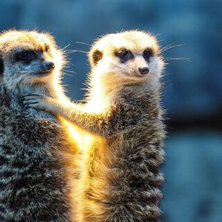 Animal Magic - Conscious Breathwork Journey | Benedict Beaumont ...