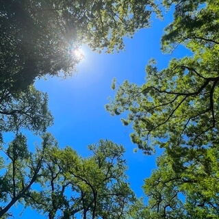 Garden Light | Alex Halenda