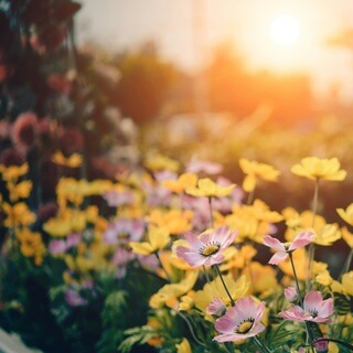 The Path To Cultivating A Thriving Mental Landscape | Max Komes