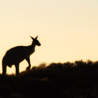 Sleep Story: The Australian Outback | Alexander Moller
