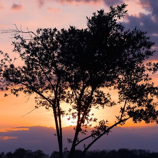 Compassion Tree With Poem By Miller Williams | Julie Potiker