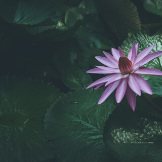 Heart Portal Meditation For Acceptance | Marisa Radha Weppner