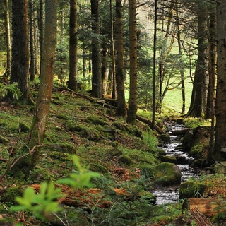 A Walk Through The Forest | Candy Foster, Insight Timer