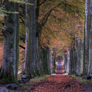 Autumn / Fall Practice And Visualization | Renée Mayne