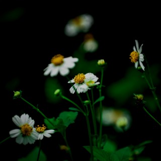 Flowers Of The Farm By Arthur O. Cooke | Aurora de Blas, Insight Timer