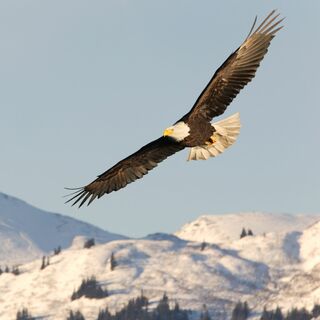 Soaring With The Eagle | Marusya and Nick Price