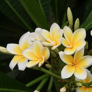 08 ReConnect With Yourself: Plant-Guided Journey To Hod | Tigrilla Gardenia