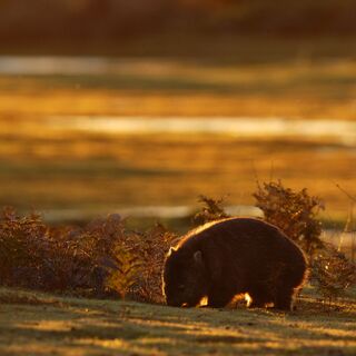 Wombat Wisdom: Grounding, Boundaries & Quiet Strength | Sagittarius Way