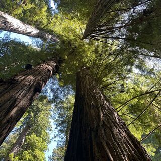 Práctica Simple de Yoga Nidra | Rob Guilmette