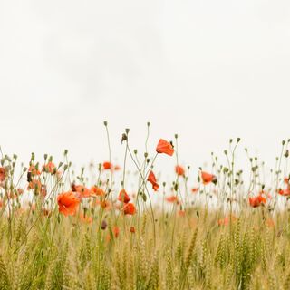 Back To The Basics | Samantha Case