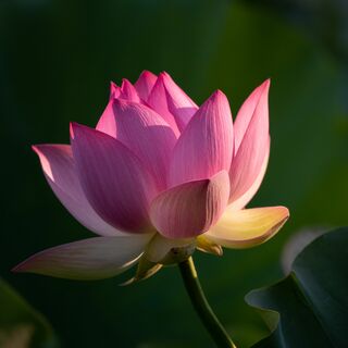 Basics Of Buddhism: Foundations Of The Path | Insight Timer