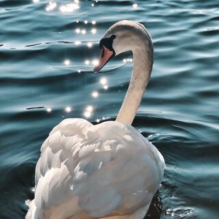 Shamanic Swan Meditation | Andy Brine
