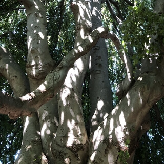 The Worry Tree | Barbara Murray-Lane, LCSW