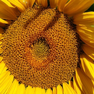 The Circle Of Life - The Sunflower's Bloom Every Year | Heike Groetzner
