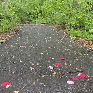 Unconditional Support : Grounding & Resourcing Meditation | Amy Babish