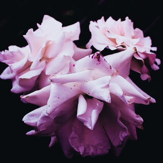 Guided Meditation To Share Your Gratitude | Elena Lipson