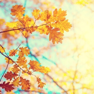 Compassionate Connection Meditation | Lisa Malinowski Kamran