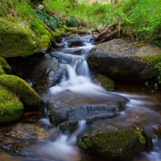 A Place For Peace & Observance | Jill Lemke