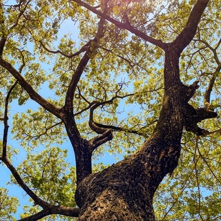 Metta Tree Meditation And Breath Work | Ryan Bean