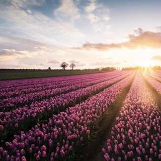 Creation Meditation & Visualization | Sarah Seger