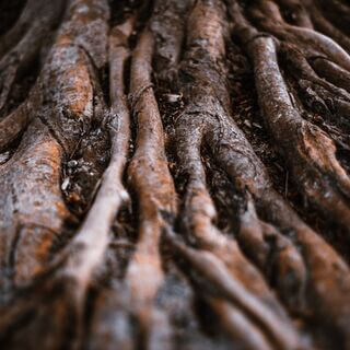 Feel Rooted & Grounded - Mindful Art Drawing Meditation | Abigail Louise K