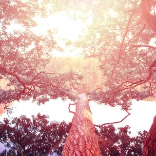 Tree Of You: Grounding Into Earth And Sky | Bethany Barta